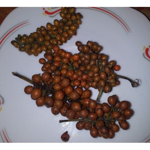 Uziza Seed: Health/ Medicinal Benefits Of Piper Guineese