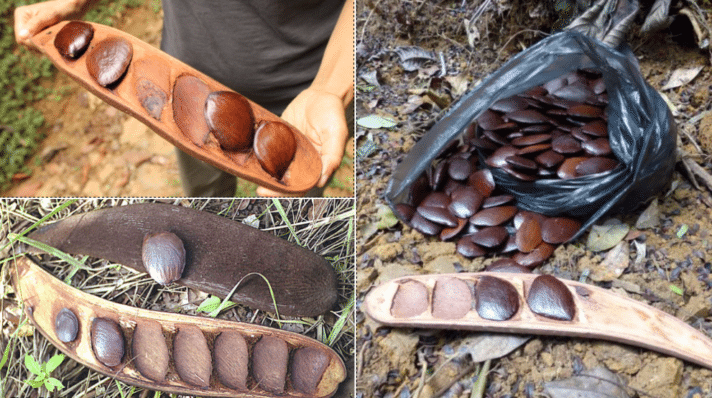 African Oil Bean Seed: 20 Amazing Health Benefits Of Ukpaka/Ugba You ...