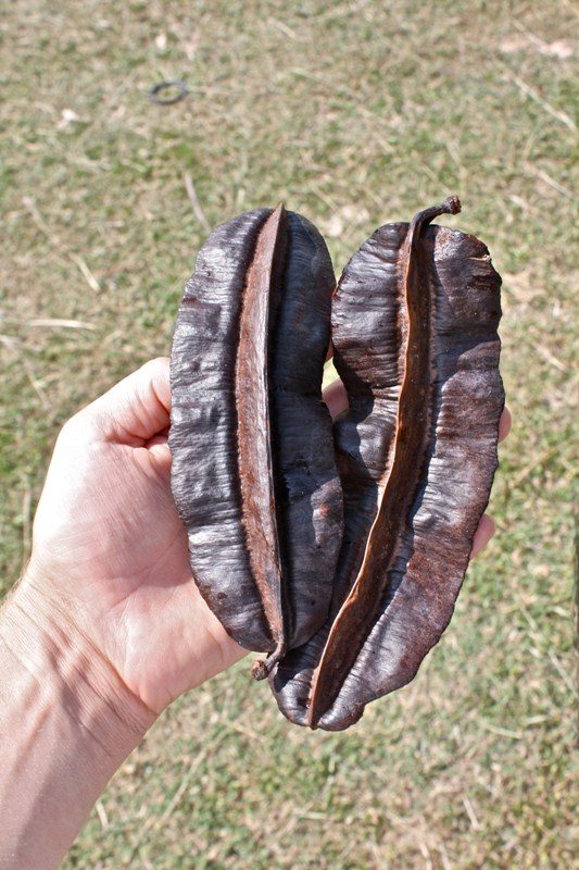 Aridan Fruit (Tetrapleura Tetraptera): 7 Reasons You Must Include This ...